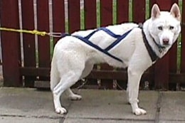 Scooter Guide - Snopeak Seppala Sleddogs