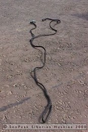 Equipment Guide - Snopeak Seppala Sleddogs